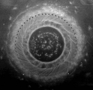 Peratt Instabilities, Plasma Columns, Z-Pinch. The Axis Mundi. - Eix ...